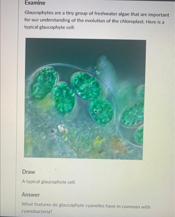 Solved I drew the typical glaucophyte cell already, so only | Chegg.com