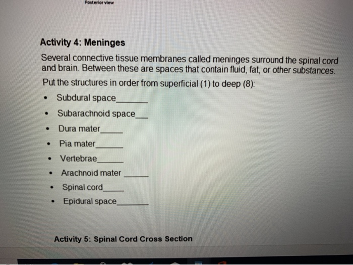 Solved Posterior view Activity 4: Meninges Several | Chegg.com