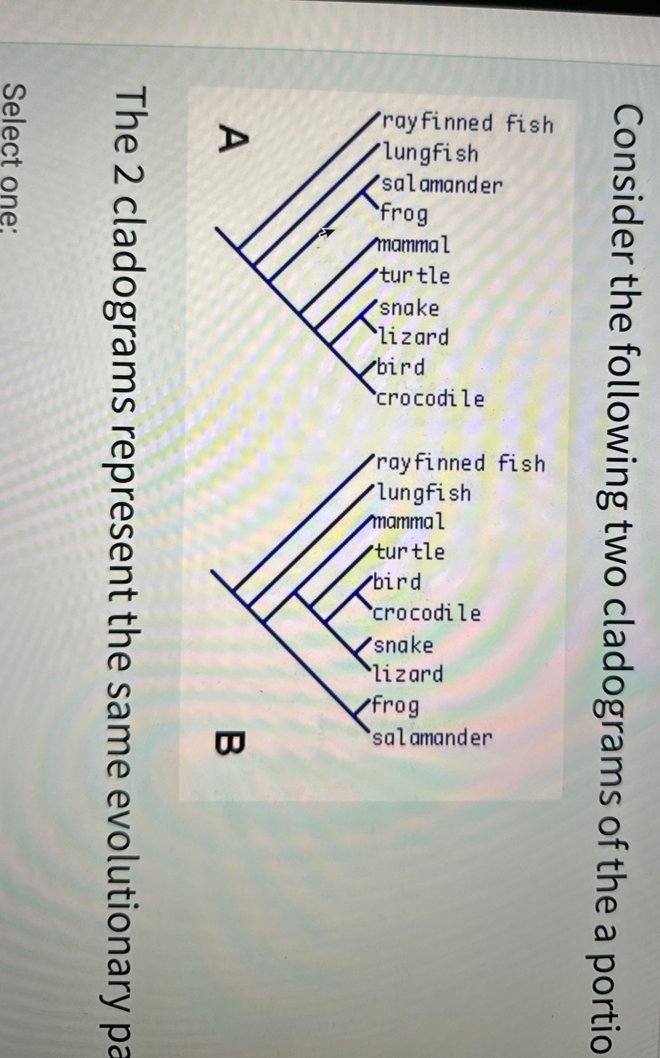 Solved Consider the following two cladograms of the a | Chegg.com