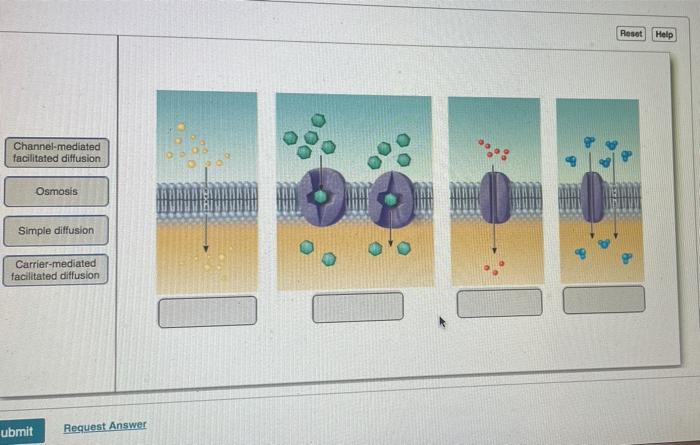 Solved Reset Help Channel-mediated facilitated diffusion | Chegg.com