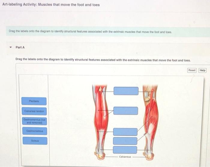 Solved Art-labeling Activity: Muscles that move the foot and | Chegg.com