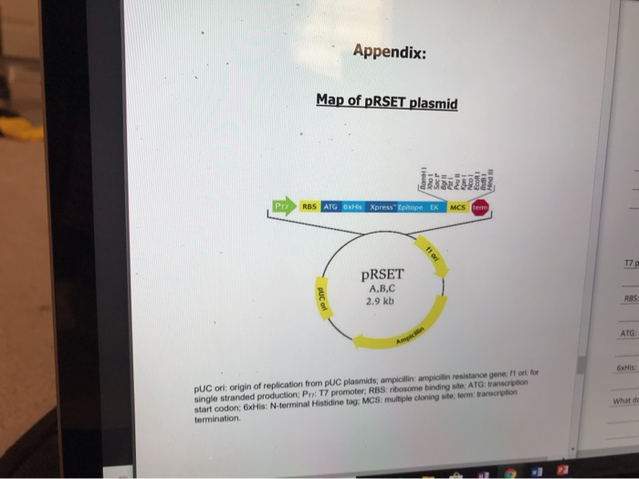 Solved Appendix: Map of PRSET plasmid PT7 RBS ATG 6xHis | Chegg.com