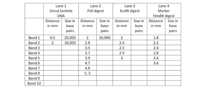 Size, base pairs\begin{tabular}{|c|c|c|c|c|c|c|c|c|} | Chegg.com