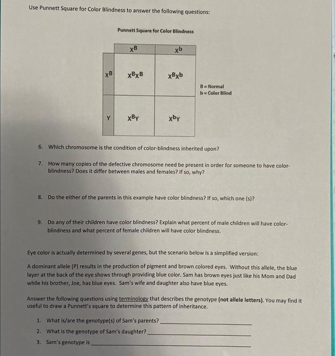 Color Blindness Punnett Square