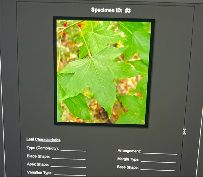 Solved Leaf Characteristics Type (Complexity): Blade Shape: | Chegg.com