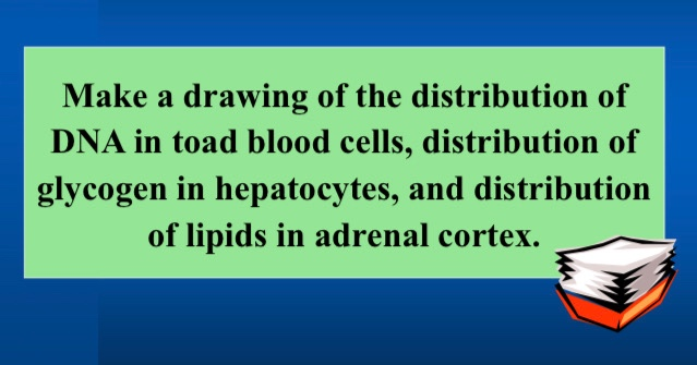 Solved Make a drawing of the distribution of DNA in toad | Chegg.com
