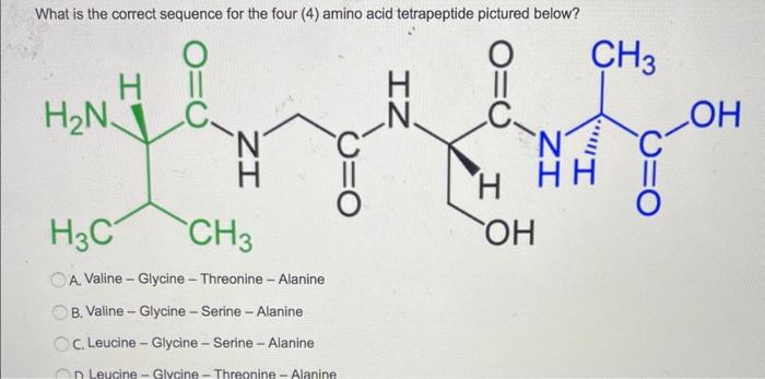 Solved What is the correct sequence for the four (4) amino | Chegg.com