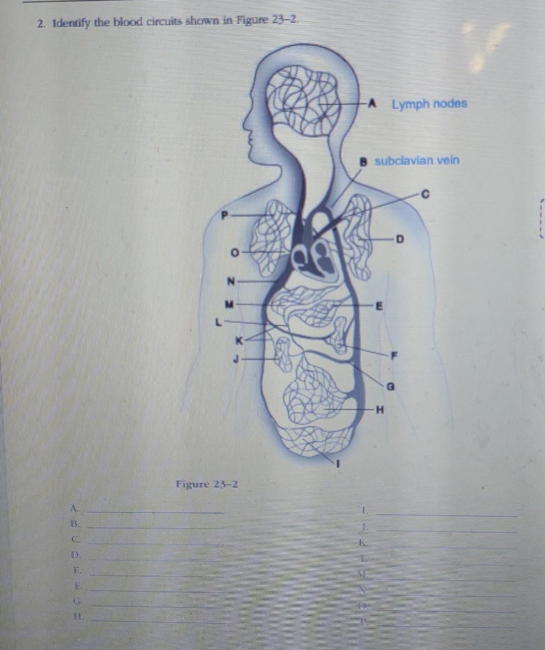 Solved 2. Identify the bood circuits shown in Figure 23−2. | Chegg.com