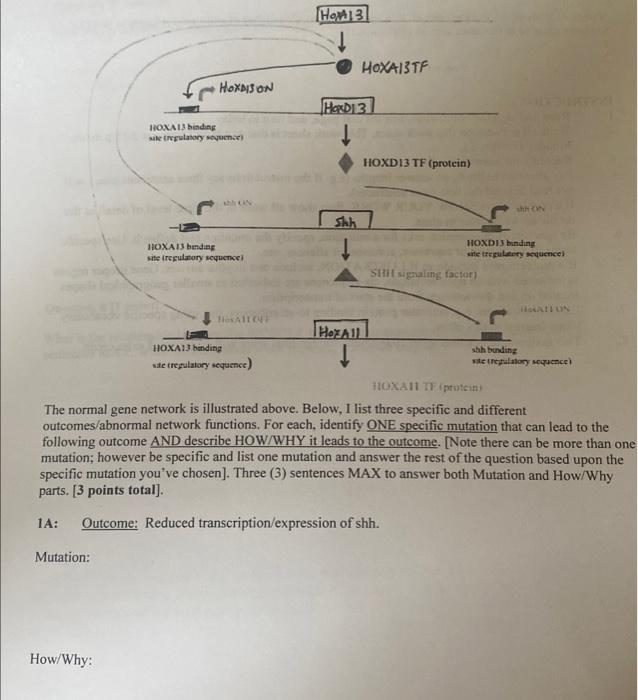 Solved The normal gene network is illustrated above. Below, | Chegg.com