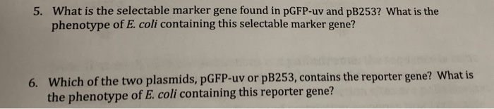 Solved 5. What is the selectable marker gene found in | Chegg.com