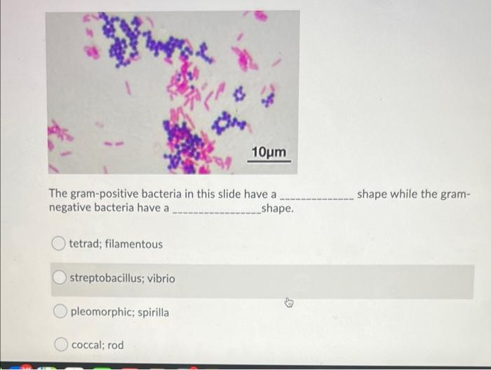 Solved 10pm The gram-positive bacteria in this slide have a | Chegg.com