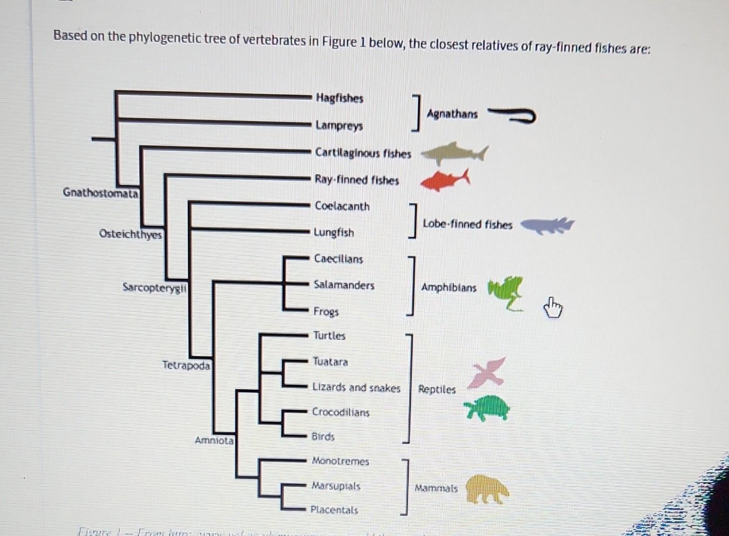 Solved Based on the phylogenetic tree of vertebrates in | Chegg.com