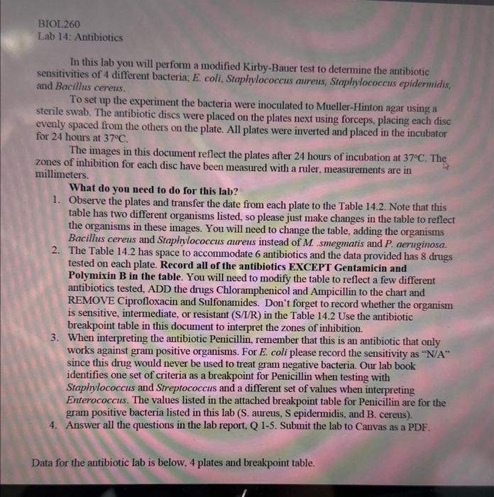 EXERCISE Laboratory Report: Effects of Antibiotics | Chegg.com