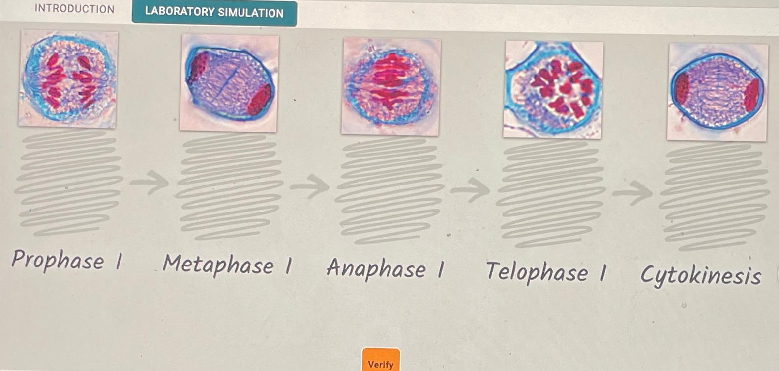 Solved LABORATORY SIMULATION≫Prophase I Metaphase I Anaphase | Chegg.com