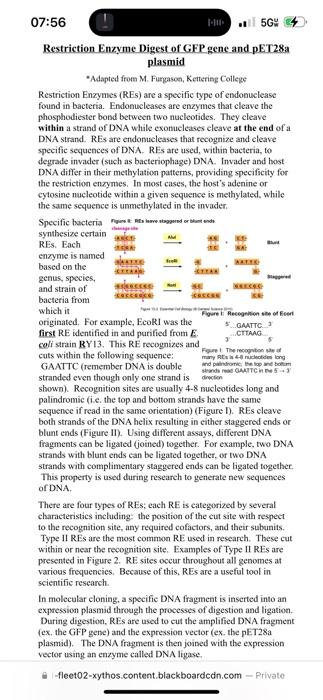 Solved plasmid). The DNA fragment is then joined with the | Chegg.com