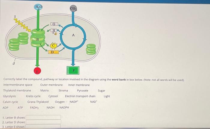 Solved Correctly label the compound, pathway or location | Chegg.com Solved Correctly label the compound, pathway or location | Chegg.com