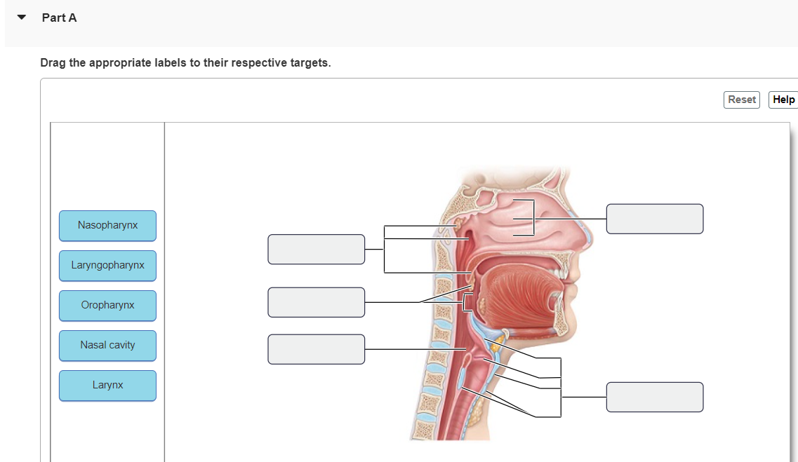 Solved Part ADrag the appropriate labels to their respective | Chegg.com