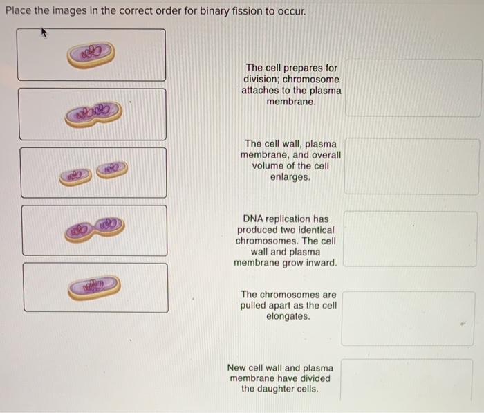 Solved Place the images in the correct order for binary | Chegg.com