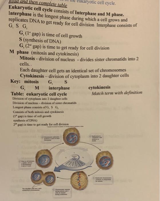 Read and then complete table ryotic cell cycle. | Chegg.com