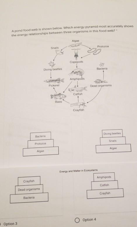 Solved A pond food web is shown below. Which energy pyramid | Chegg.com