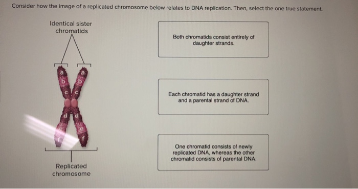 Solved Consider how the image of a replicated chromosome | Chegg.com