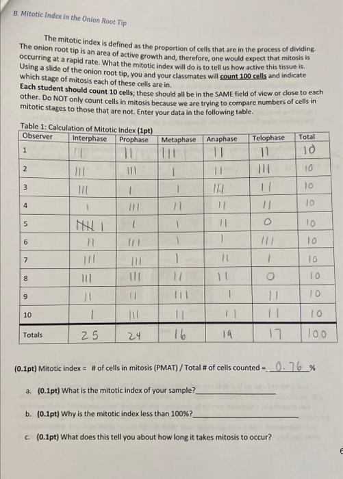 Solved B. Mitotic lndex in the Ontion Root Tip The mitotic | Chegg.com