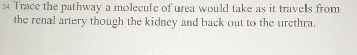 Solved 24. Trace the pathway a molecule of urea would take | Chegg.com