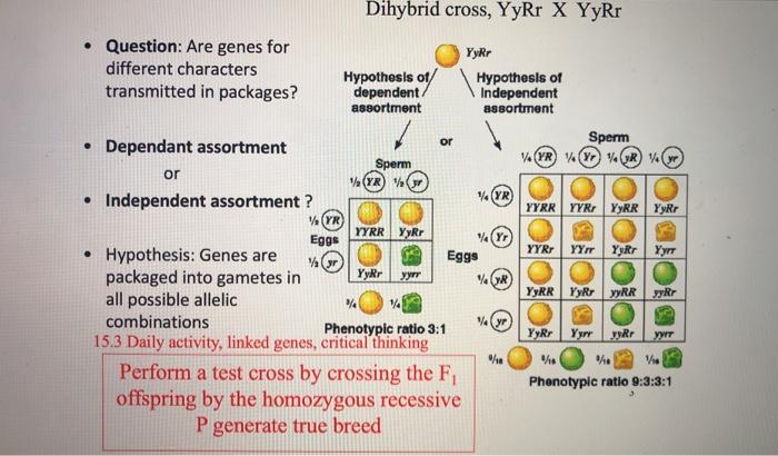 Solved Dihybrid cross, YyRr X YyRr • Question: Are genes for | Chegg.com