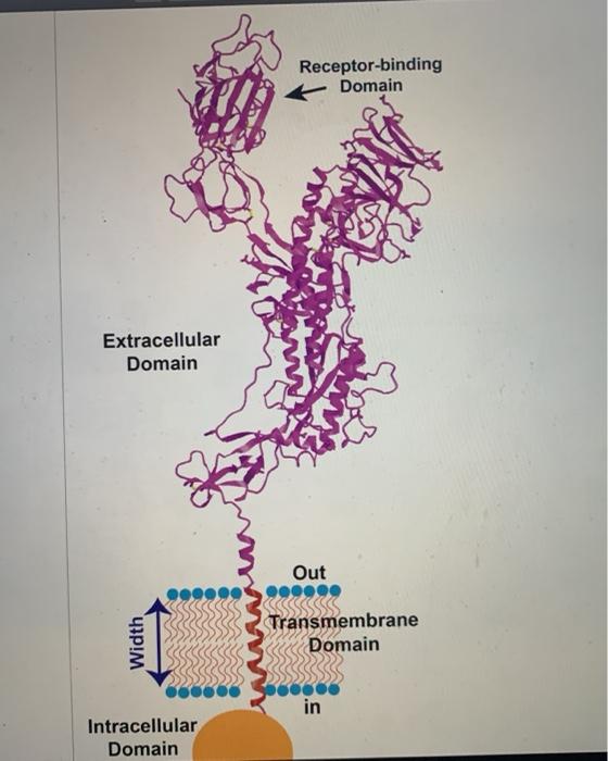 Solved Receptor-binding Domain Extracellular Domain Out | Chegg.com
