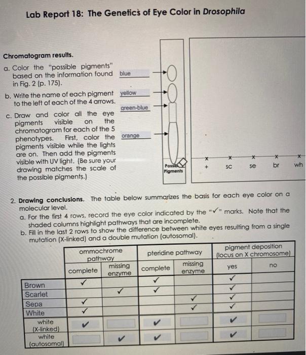 Lab Report 18: The Genetics of Eye Color in | Chegg.com