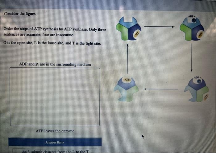Solved Consider the figure. ADP Order the steps of ATP | Chegg.com