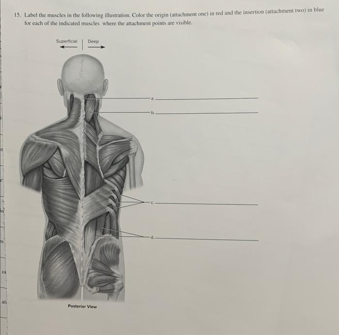Solved 15. Label the muscles in the following illustration. | Chegg.com