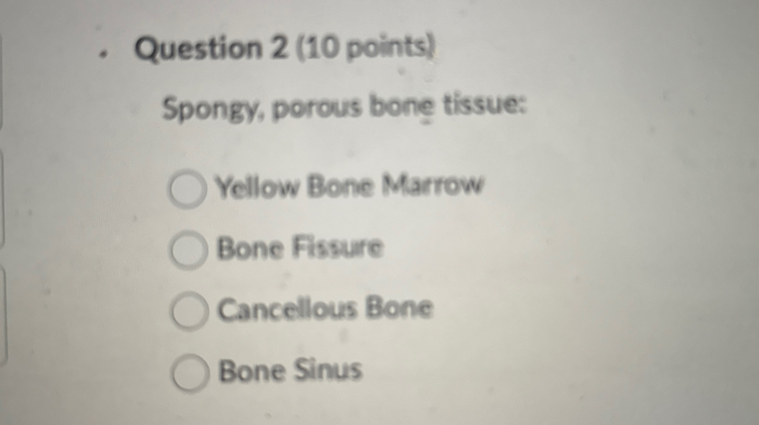 Solved Question 2 (10 ﻿points)Spongy, porous bone | Chegg.com