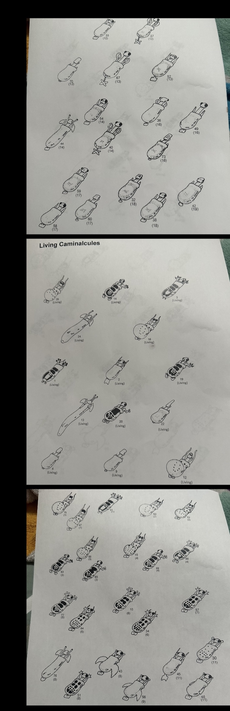 Exercise 3. ﻿The Phylogeny of CaminalculesUsing a | Chegg.com