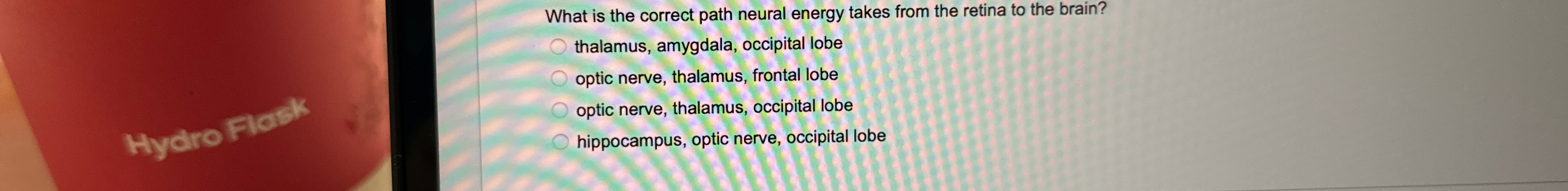 Solved What is the correct path neural energy takes from the | Chegg.com
