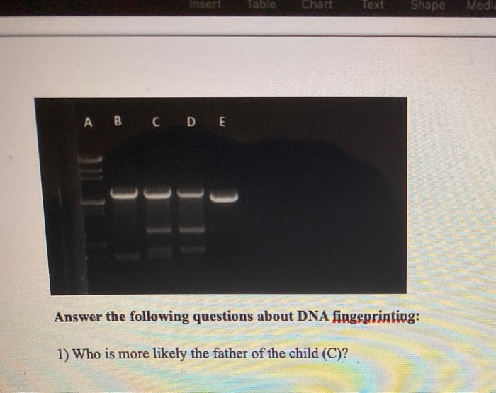 Solved то са BIO 4 Paternity test using DNA fingerprinting | Chegg.com