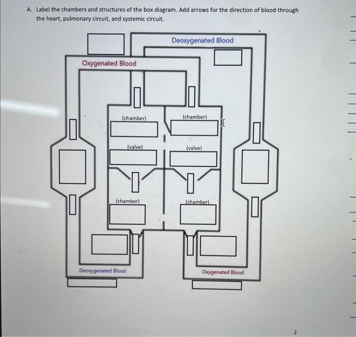 Solved A. Label the chambers and structures of the box | Chegg.com