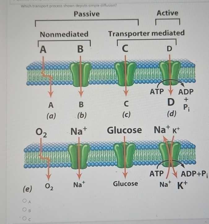 Solved Which transport process shown depicts simple | Chegg.com