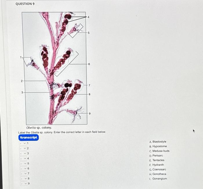 Solved QUESTION 9 UDeria sp, cotony. Label the Obelia sp. | Chegg.com