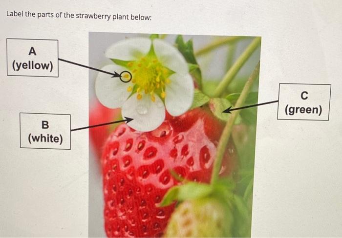 Solved Label the parts of the strawberry plant below: A | Chegg.com