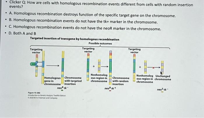 - Clicker Q: How are cells with homologous | Chegg.com