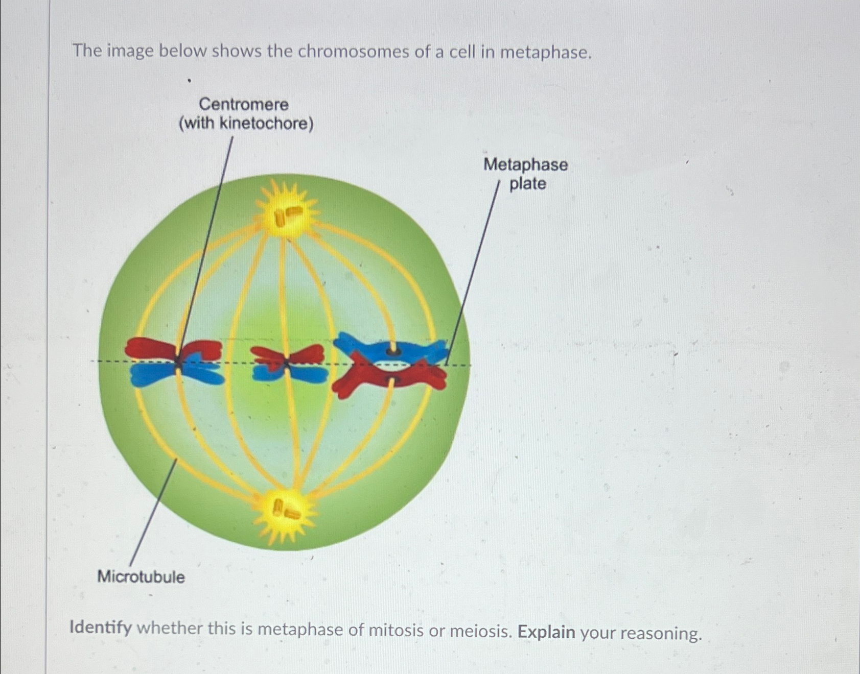 Solved The image below shows the chromosomes of a cell in | Chegg.com