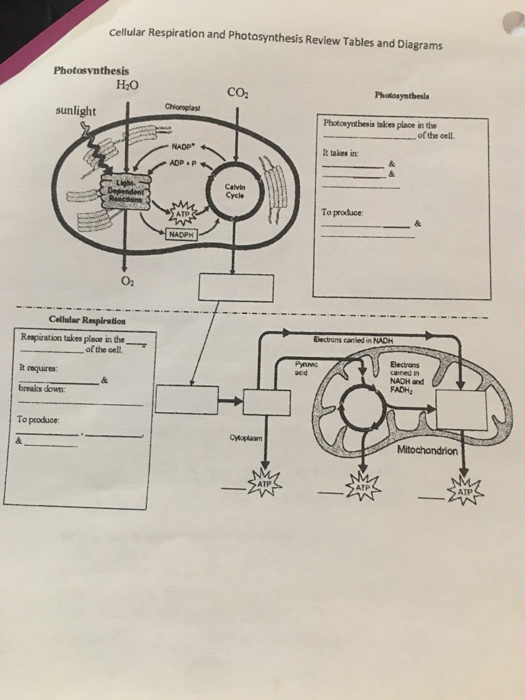 Solved Cellular Respiration and Photosynthesis Review Tables | Chegg.com