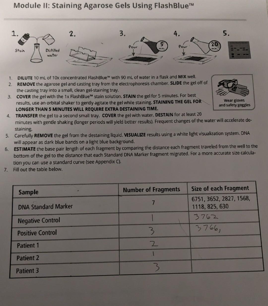 Solved Module II: Staining Agarose Gels Using FlashBlue TM | Chegg.com