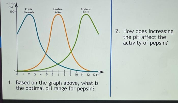 Solved activity (%) 100- Pepsin Stomach Amylase Saliva | Chegg.com