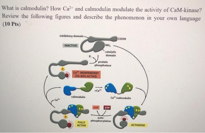 Solved What is calmodulin? How Ca2+ and calmodulin modulate | Chegg.com