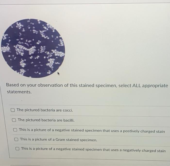 Solved Based on your observation of this stained specimen, | Chegg.com