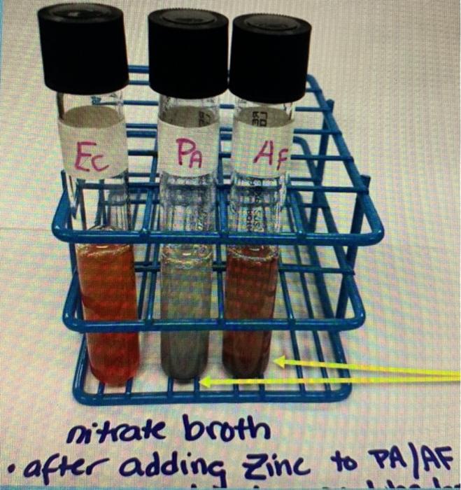 Solved 1. Nitrate Broth (1.5 pt) Organism Observation What | Chegg.com