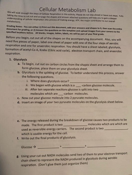 Solved Cellular Metabolism Lab We will walk through the | Chegg.com