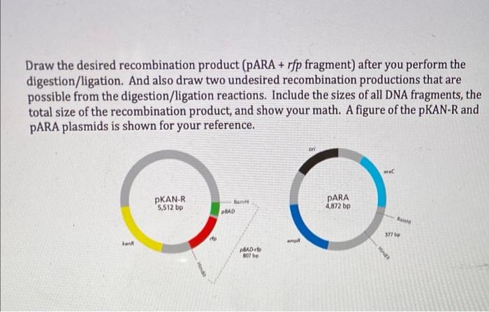 Solved Draw the desired recombination product (PARA + rfp | Chegg.com